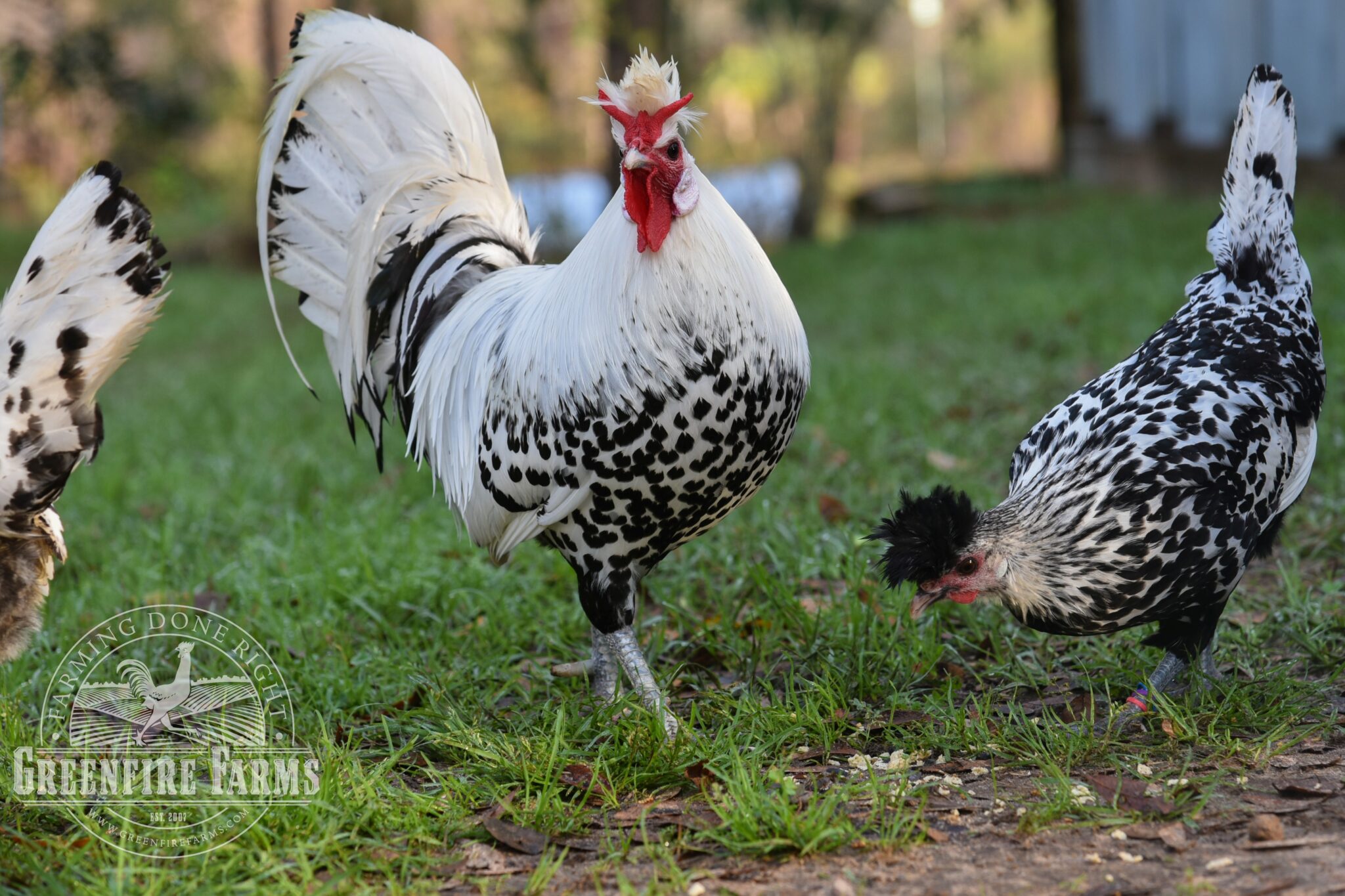 Appenzeller Spitzhauben Chickens - Breed Profile - Backyard Poultry
